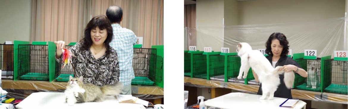 ★CPP#30-31 ｷｬｯﾄｼｮｰﾚﾎﾟｰﾄ（その1）★ – CATS PARADISE PARTY!!